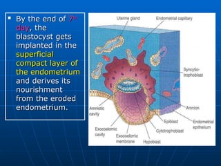 02 Fertilization & Implantation.pptFertilization & Implantation | PPT