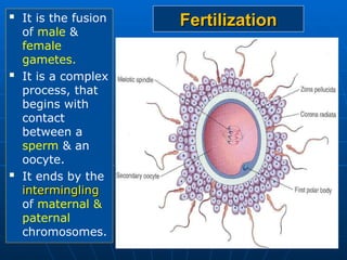 02 Fertilization & Implantation.pptFertilization & Implantation | PPT