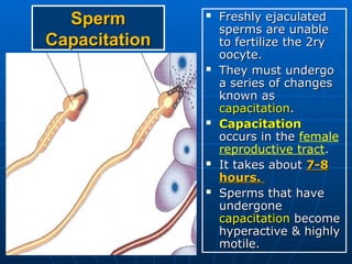 02 Fertilization & Implantation.pptFertilization & Implantation | PPT