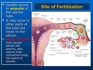 02 Fertilization & Implantation.pptFertilization & Implantation | PPT