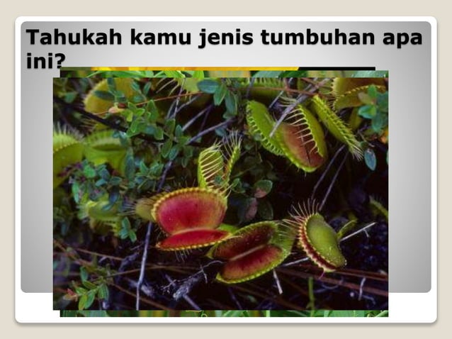 02_hirarki-taksonomifilogenetik-penamaan_Takso.-Tumb.-Tinggi_.ppt