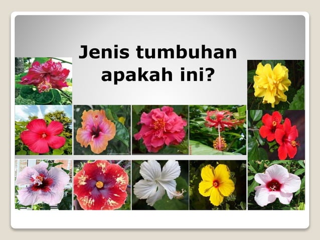 02_hirarki-taksonomifilogenetik-penamaan_Takso.-Tumb.-Tinggi_.ppt