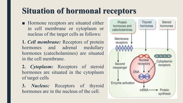 Hormones- its chemistry, classification, types, functioning, physiology ...