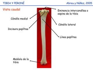 Huesos miembro posterior del caprino | PDF