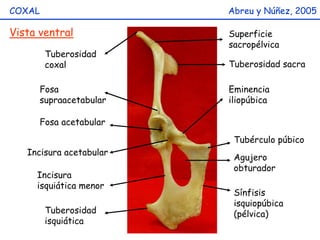 Huesos miembro posterior del caprino | PDF