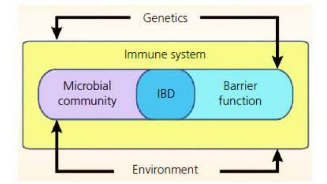 02 inflammatory bowel disease