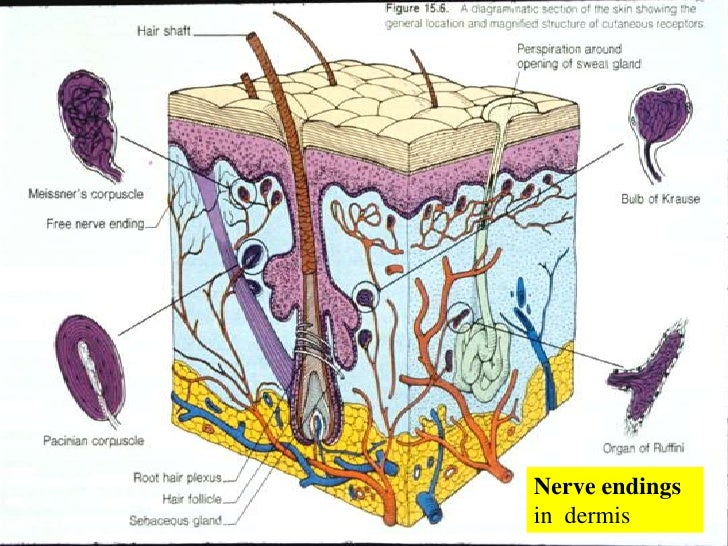 02 Integumentary System