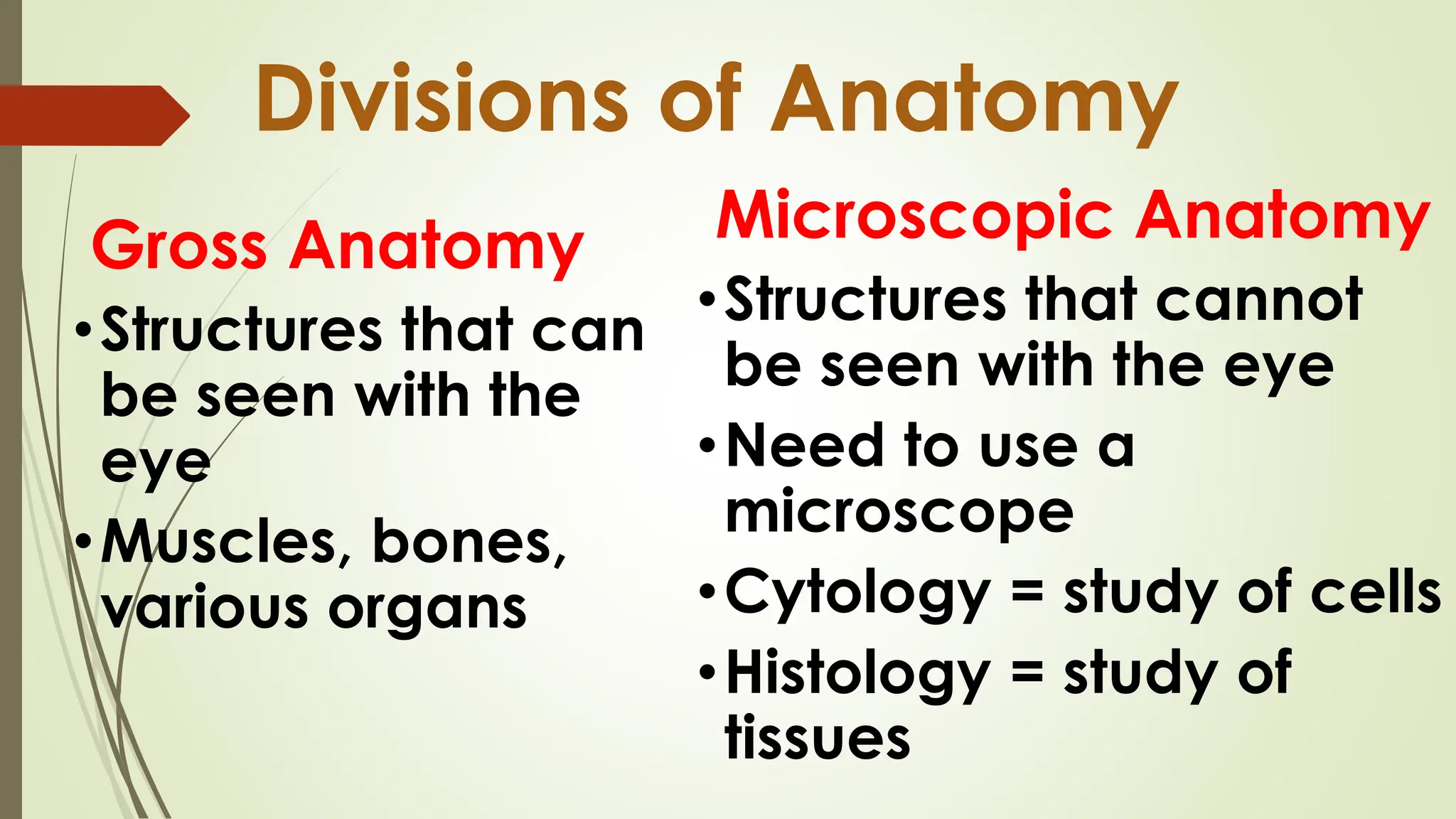 02 introduction to anatomy of the human body | PDF