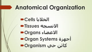 02 introduction to anatomy of the human body | PDF