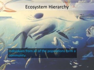 02 introduction to ecosystems | PPTX