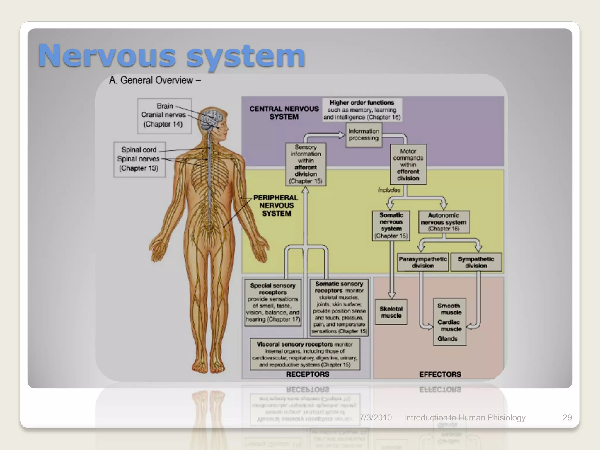 Introduction to human physiology | PDF