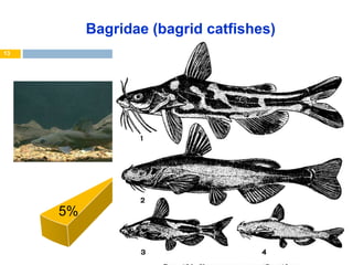 Fish Biodiversity and Fisheries between Chiang Saen and Luang Prabang ...