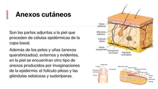02 la piel y anexos cutaneos | PDF