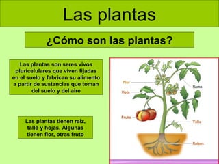 Las plantas | PPT