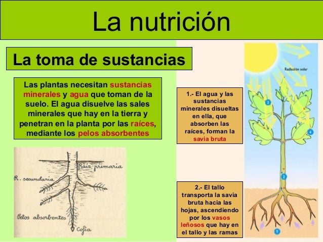 Las Plantas