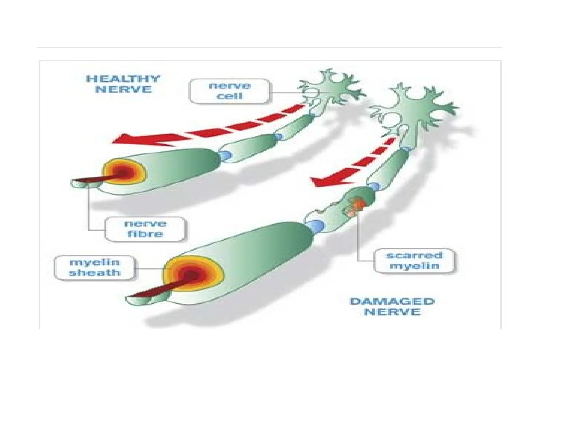 02 Lecture ..General Anatomy-of-the-Nervous-System(General anatomy of ...