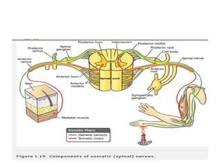 02 Lecture ..General Anatomy-of-the-Nervous-System(General anatomy of ...