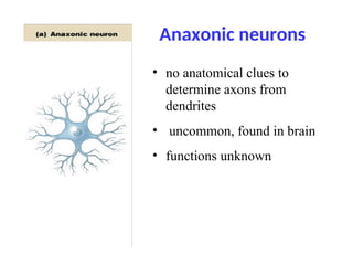 02 Lecture ..General Anatomy-of-the-Nervous-System(General anatomy of ...