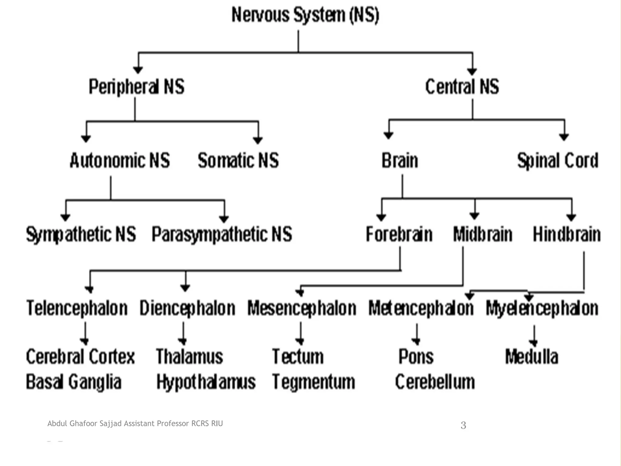 02 Lecture DPT 4 Neuroanatomy CEREBRAL HEMISPHERE Abdul Ghafoor Sajjad.ppt