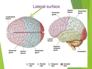 02 Lecture DPT 4 Neuroanatomy CEREBRAL HEMISPHERE Abdul Ghafoor Sajjad.ppt
