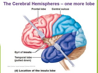 02 Lecture DPT 4 Neuroanatomy CEREBRAL HEMISPHERE Abdul Ghafoor Sajjad.ppt