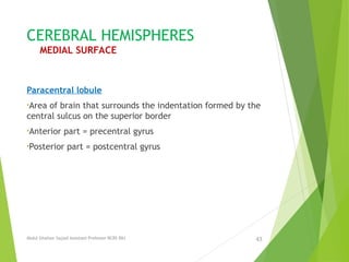 02 Lecture DPT 4 Neuroanatomy CEREBRAL HEMISPHERE Abdul Ghafoor Sajjad.ppt