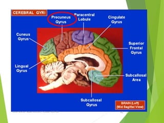 02 Lecture DPT 4 Neuroanatomy CEREBRAL HEMISPHERE Abdul Ghafoor Sajjad.ppt