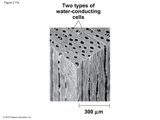 Water Conducting Cells