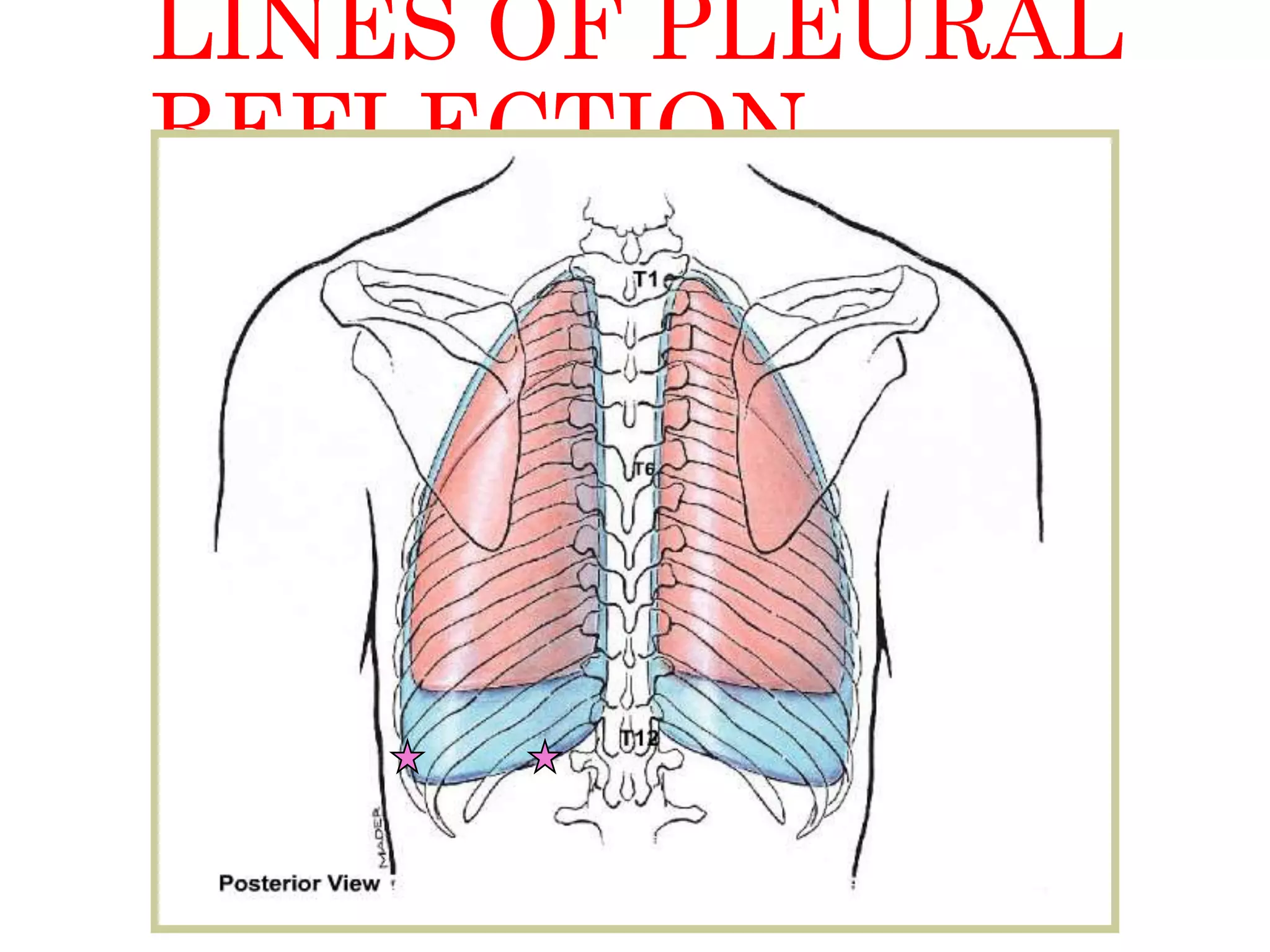 Lungs & Pleura.pptx