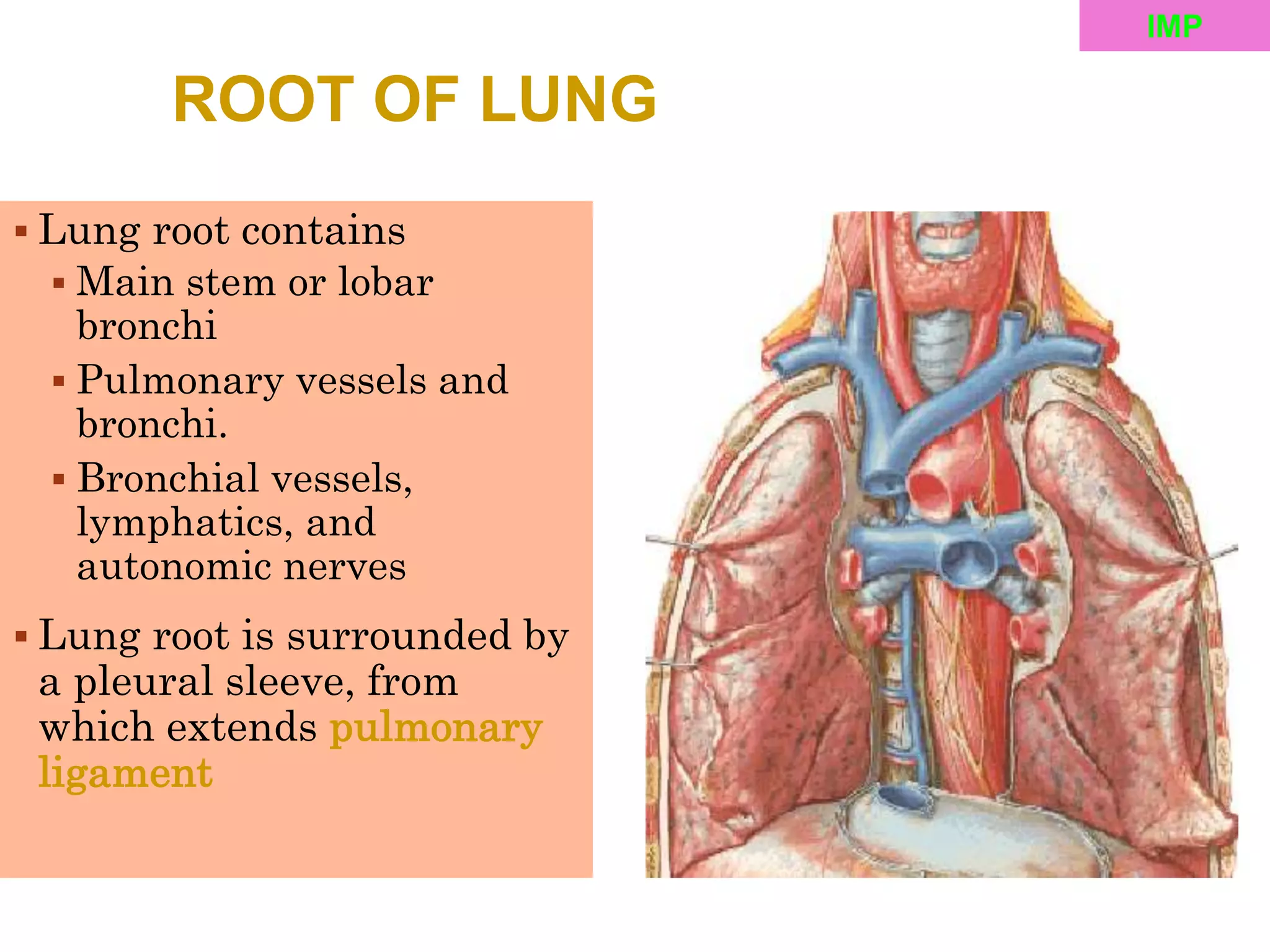 Lungs & Pleura.pptx