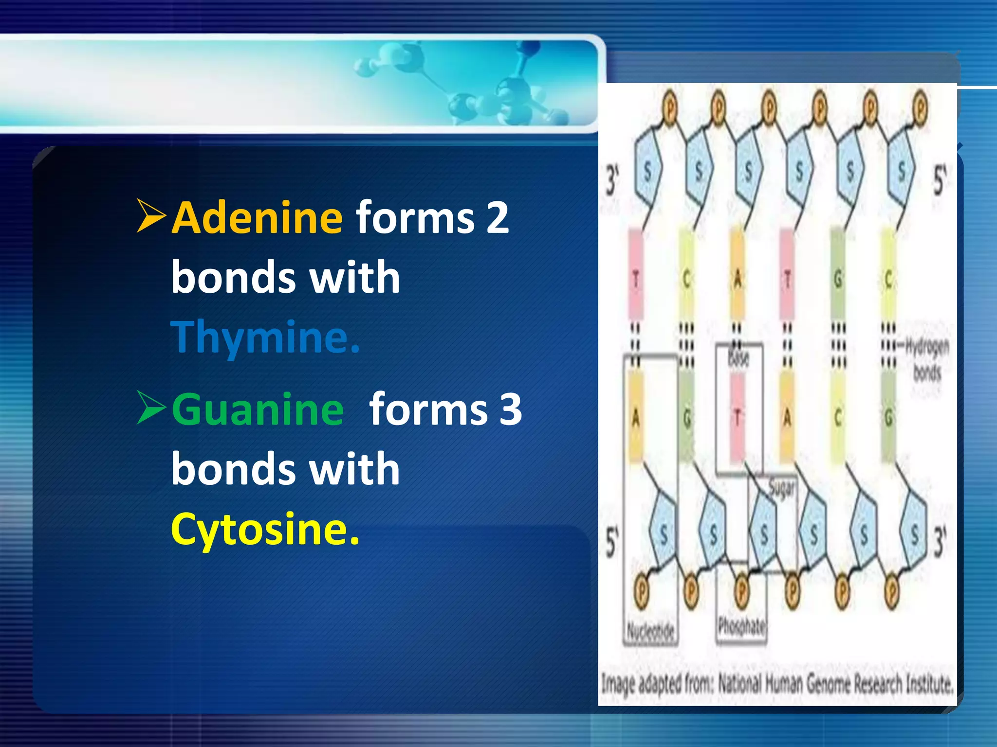Structure of DNA & RNA | PPT