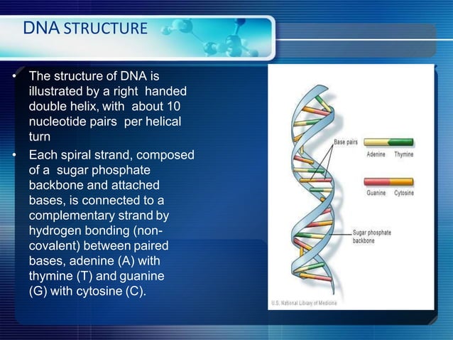 Structure of DNA & RNA | PPT