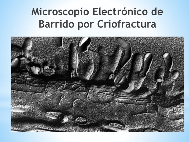 Microscopia