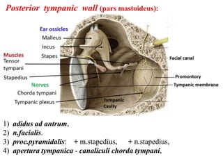 02 middle ear En Укр 020221.ppsx