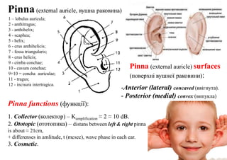 02 middle ear En Укр 020221.ppsx | Free Download