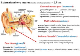 02 middle ear En Укр 020221.ppsx