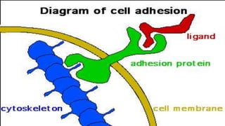 molecular mechanism of pathogenesis | PPTX