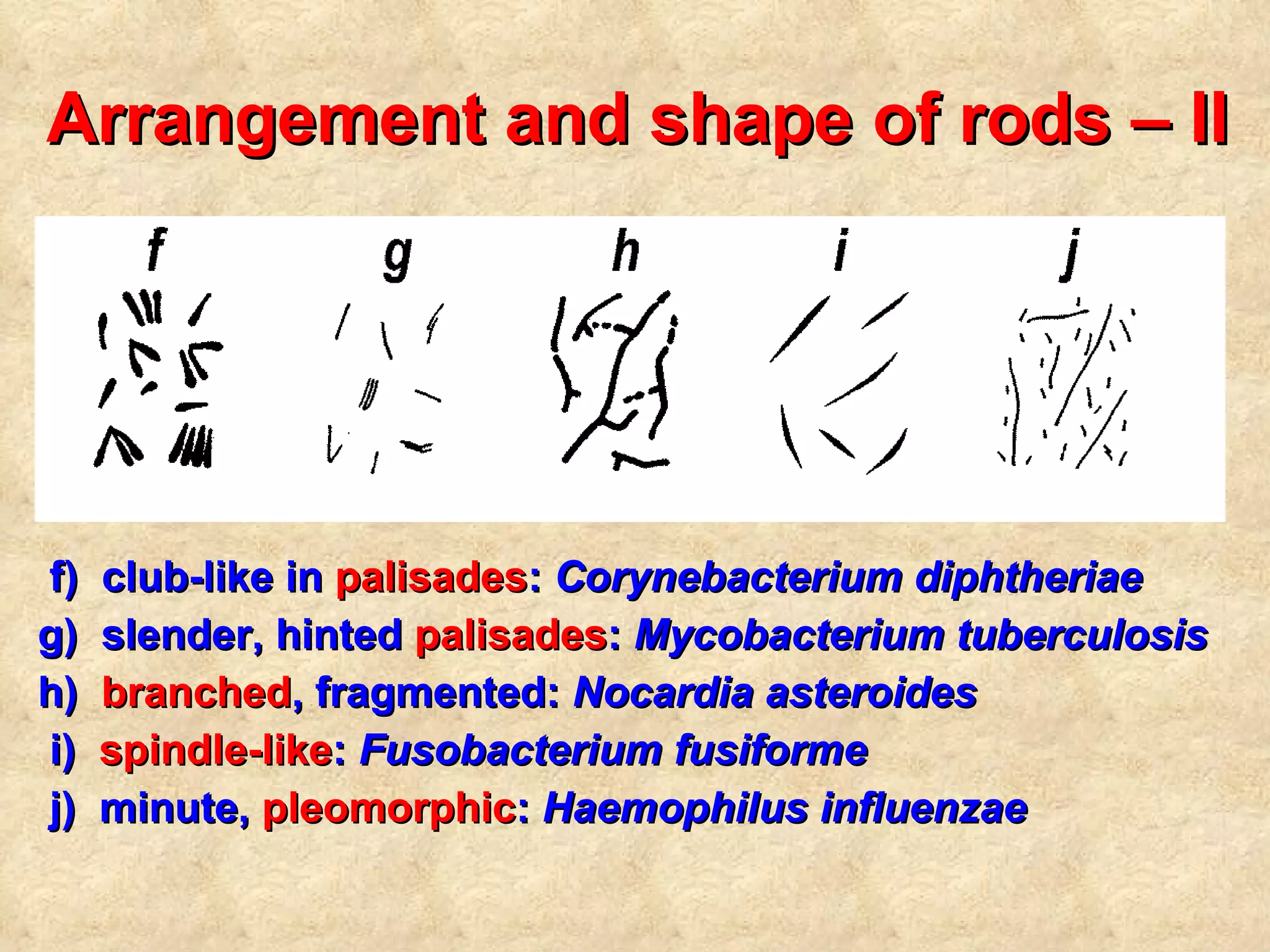 02 morphology and_structure_2009 | PPT