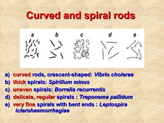 02 morphology and_structure_2009 | PPT