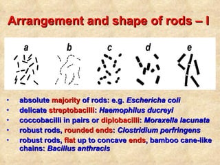 02 morphology and_structure_2009 | PPT