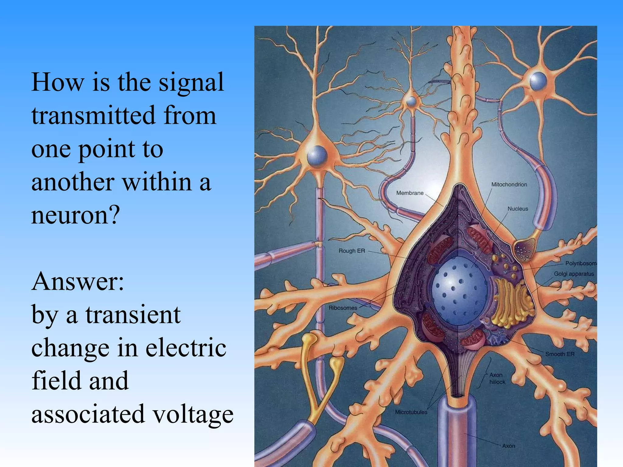 02 neurons ma | PPT