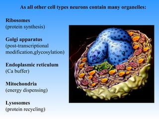 02 neurons ma | PPT