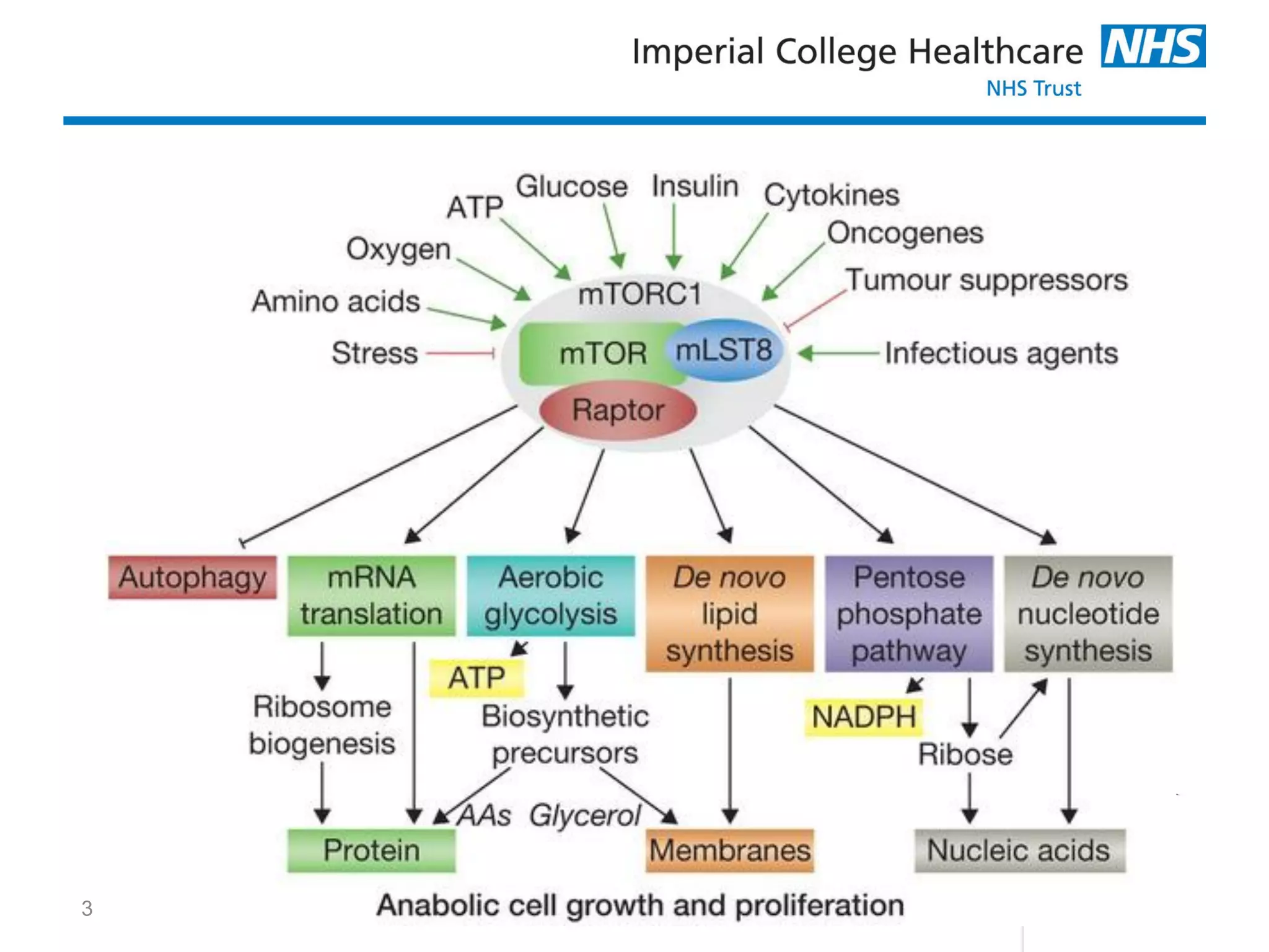Nutrition interventions for frailty and sarcopenia | PDF