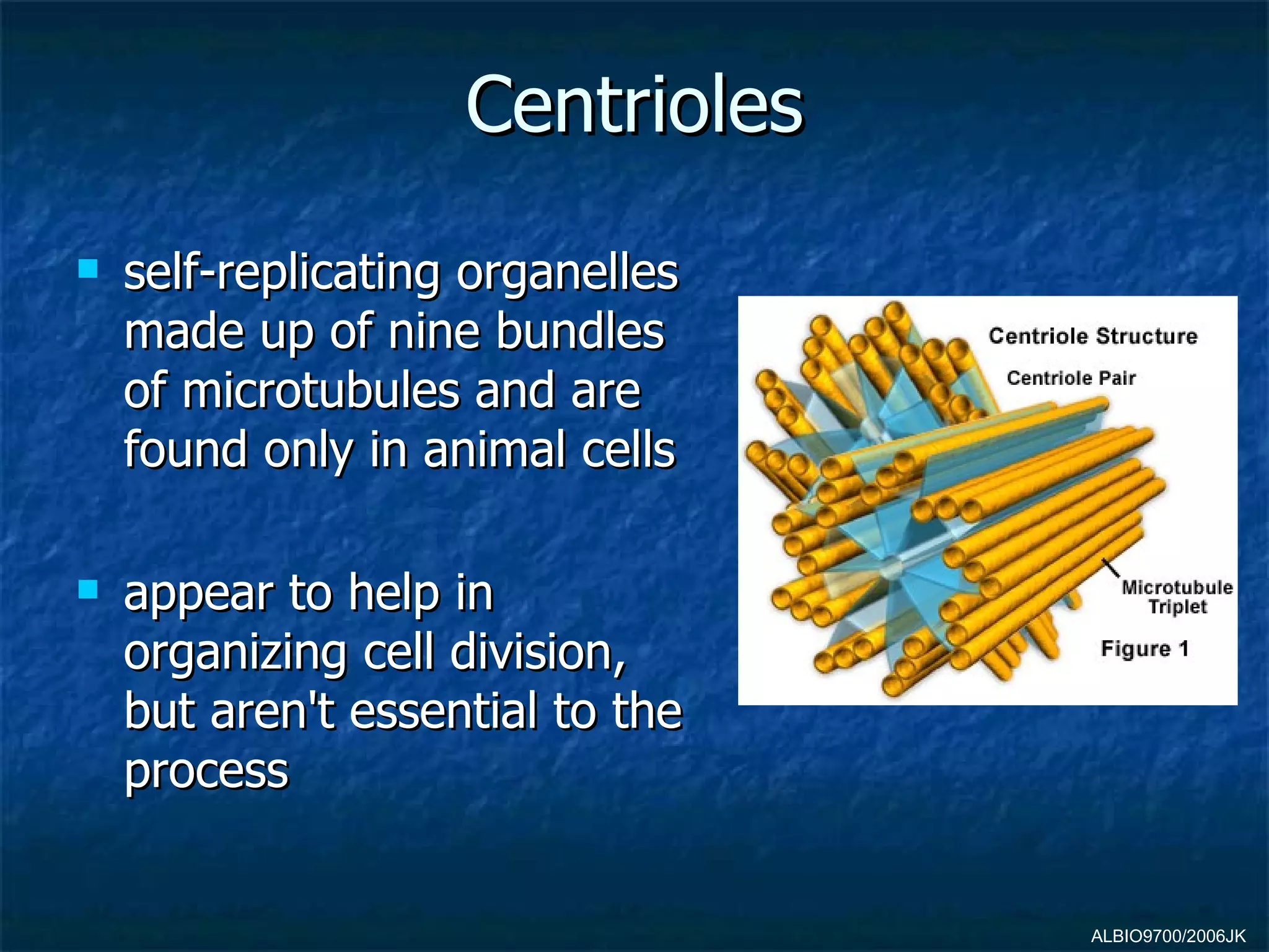 02 Organelles in animal and plant cells | PPT