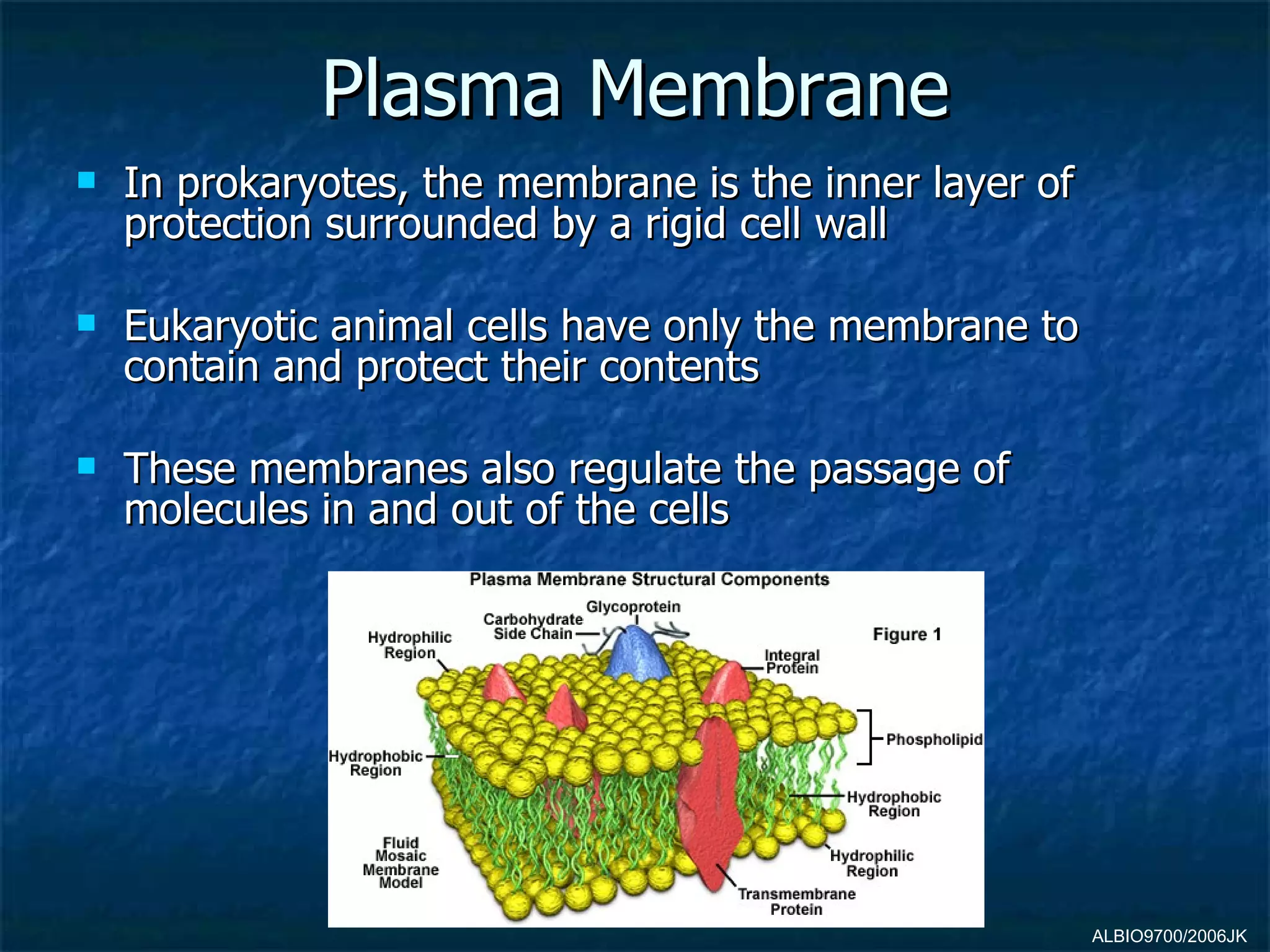 02 Organelles in animal and plant cells | PPT