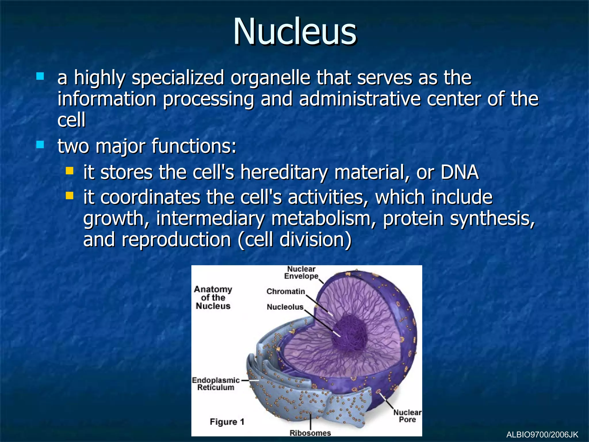 02 Organelles in animal and plant cells | PPT