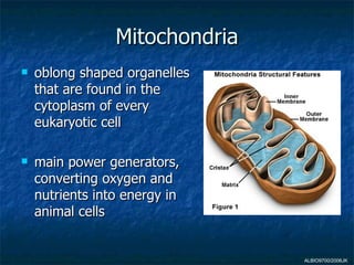 02 Organelles in animal and plant cells | PPT