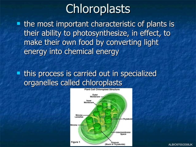 02 Organelles in animal and plant cells | PPT | Biological Sciences ...