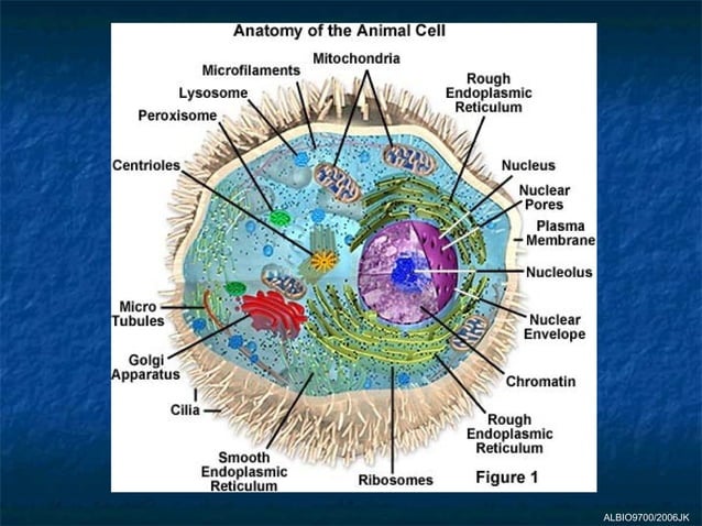 02 Organelles in animal and plant cells | PPT | Biological Sciences ...