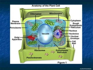 02 Organelles in animal and plant cells | PPT
